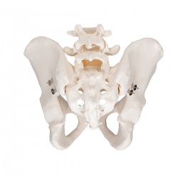 Bekkenskelet Model Man met Uitneembaar Sacrum (Heiligbeen)
