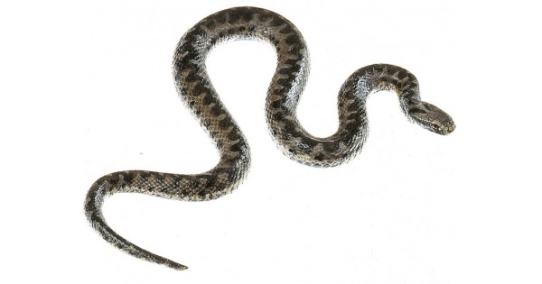 Adder Model