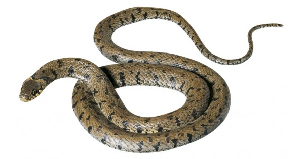 Gevlekte Ringslang Model