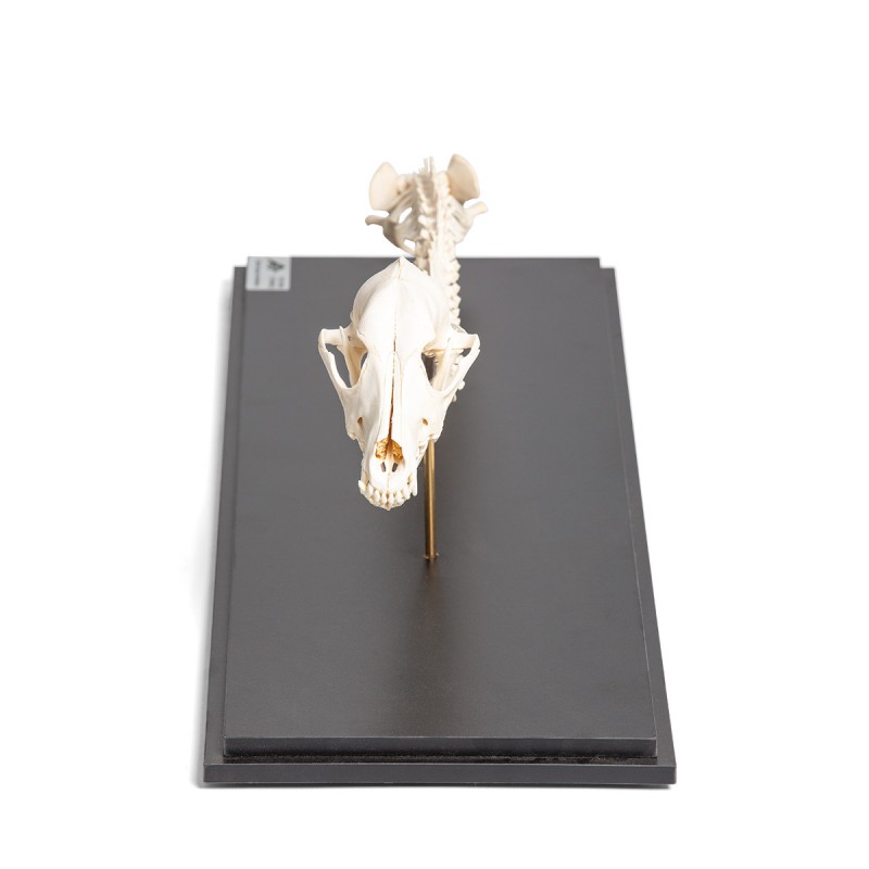 Hond Ruggengraat en Hoofd Model