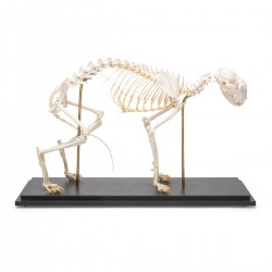 Anatomische Modellen Kat