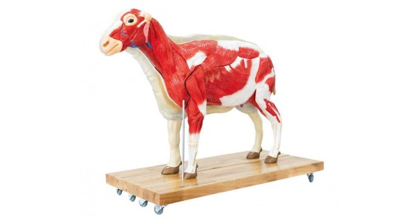 Schaap Model, 12-delig