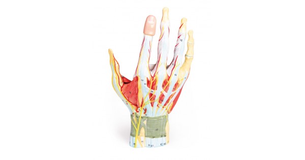 Anatomisch Model Hand -- Anatomieshop.nl