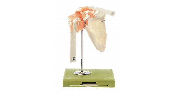 Functioneel Model Schoudergewricht