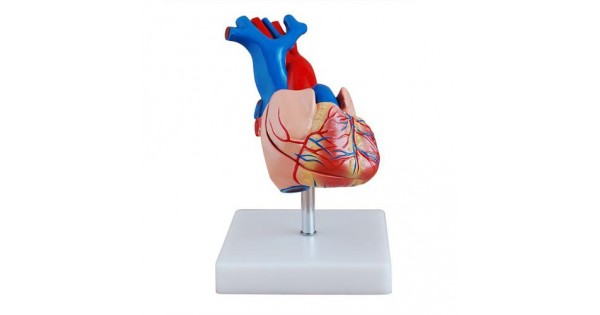 Anatomie Model Hart, Budget -- Anatomieshop.nl