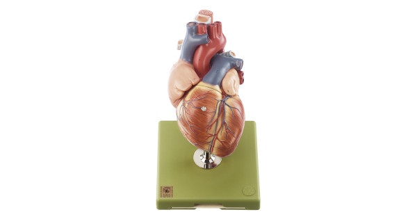 Vergroot Hartmodel Met Trachea en Slokdarm (5-delig)