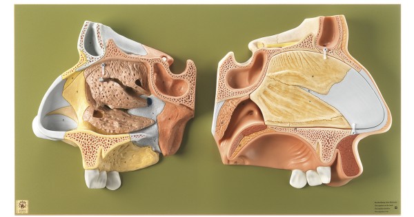 Anatomisch Model Neus