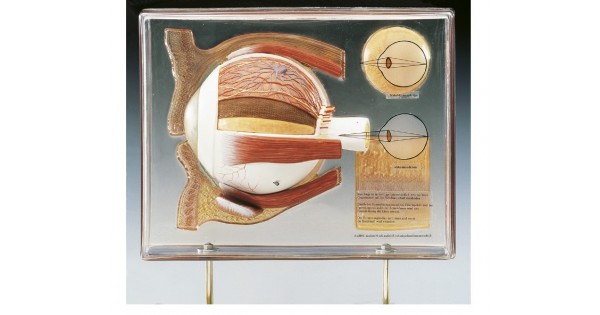 Display Model Oog, 6 x vergroot