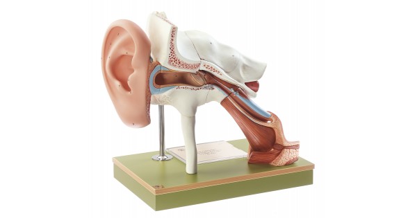 Oor met Oorschelp Model, 8-delig