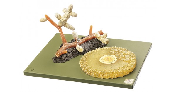 Model Grove Den Mycorrhiza