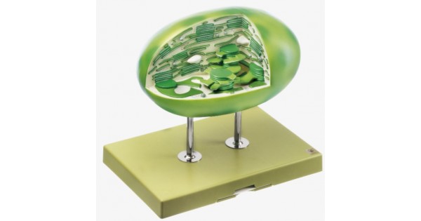 Chloroplast Model
