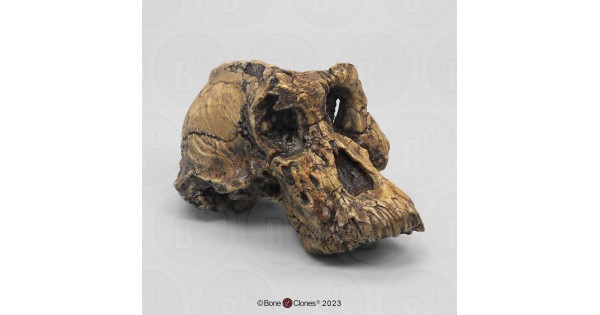 Australopithecus anamensis Schedel Model