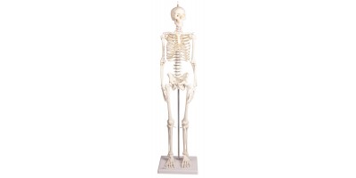 Anatomische Modellen Mens & Dier - Anatomieshop.nl