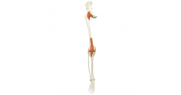 Been Skelet met Ligamenten