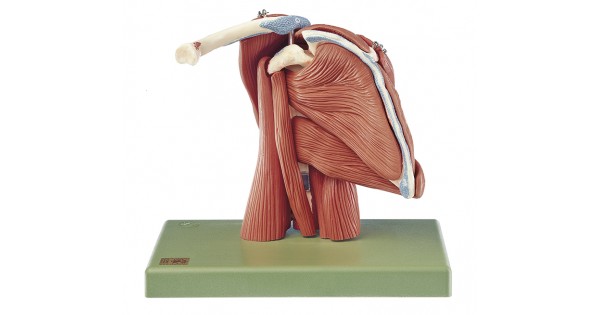 Anatomisch model schouderspieren | Anatomieshop