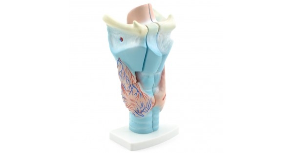 Strottenhoofd model - Anatomieshop.nl