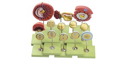 Anatomische Modellen Mens & Dier - Anatomieshop.nl