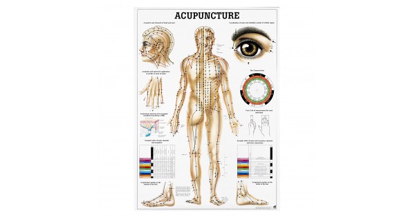 Acupunctuur Poster Gelamineerd, 100 x 70 cm