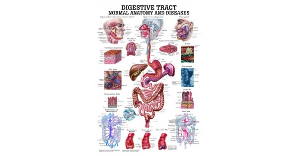 Spijsverteringsstelsel Poster - Anatomieshop.nl