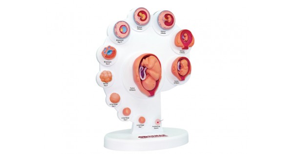 4D Ontwikkeling Embryo Model, 21-delig, 28 cm