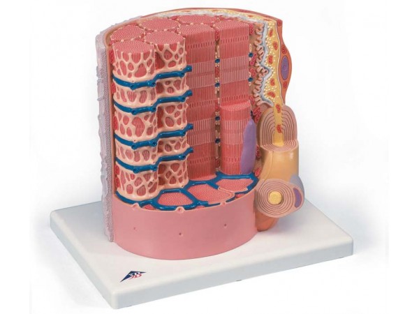 Anatomisch model van spiervezel