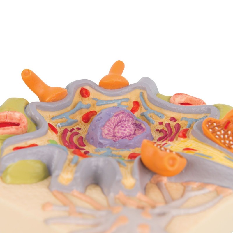 Neuron cellichaam