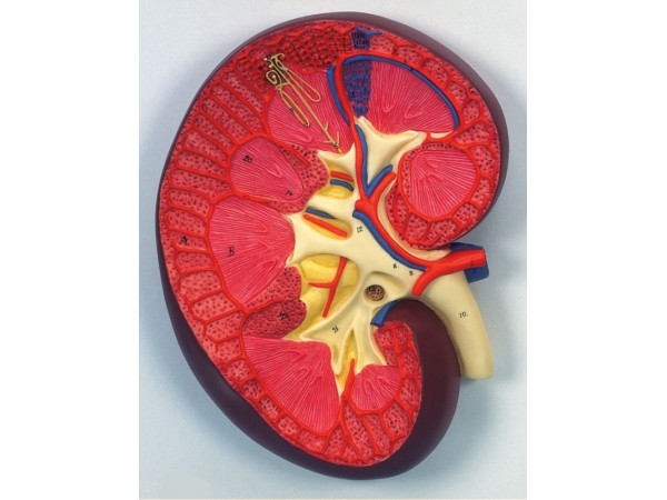 anatomisch nier model, doosnede