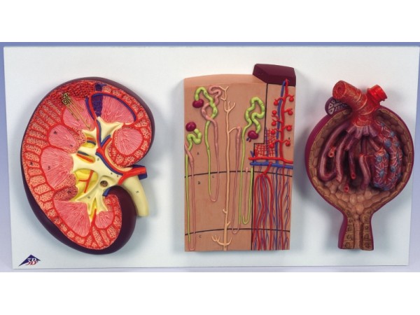 Nier, Nefronen, bloedvaten & corpusculum renale