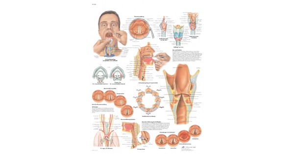 Anatomie Poster Larynx-Strottenhoofd, gelamineerd