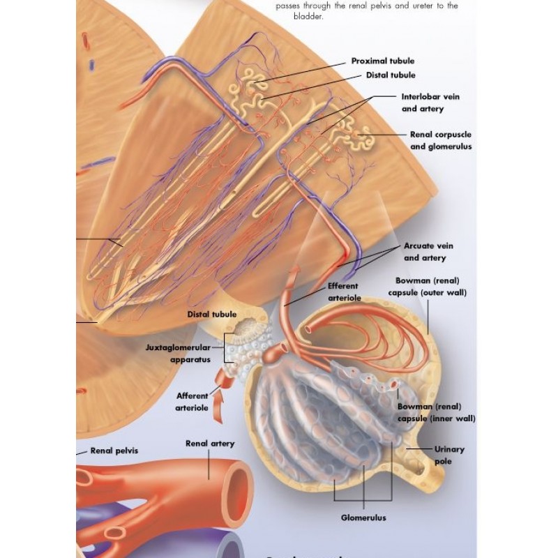 Anatomie Poster Nier, gelamineerd
