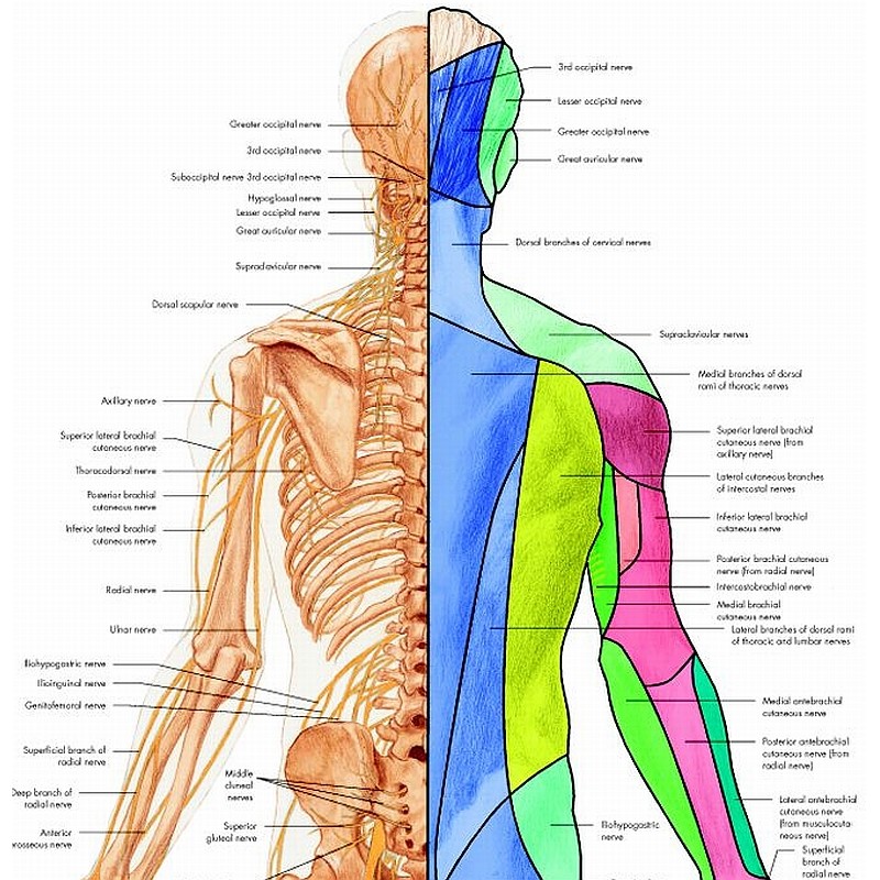 Anatomie Van Valkenvleugel