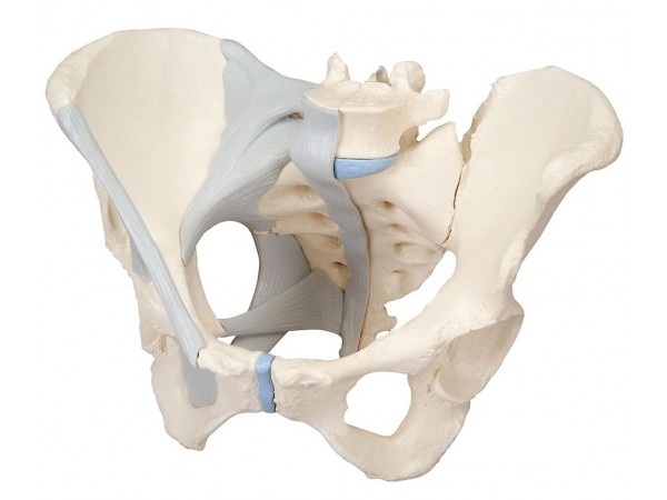 Vrouwelijk bekken met ligamenten, 3-delig