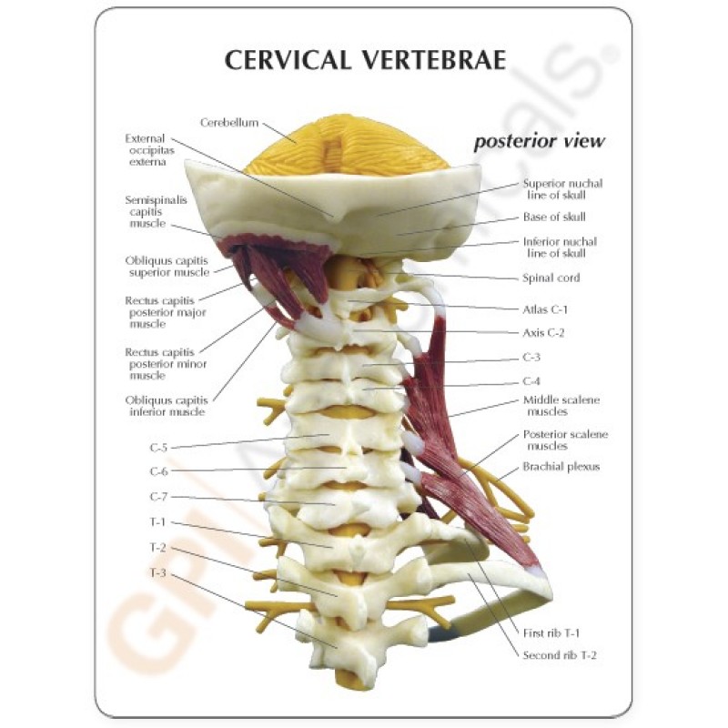 Cervicale wervelkolom met zenuwen & spieren