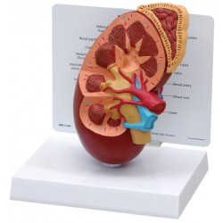 Anatomisch Model Nier