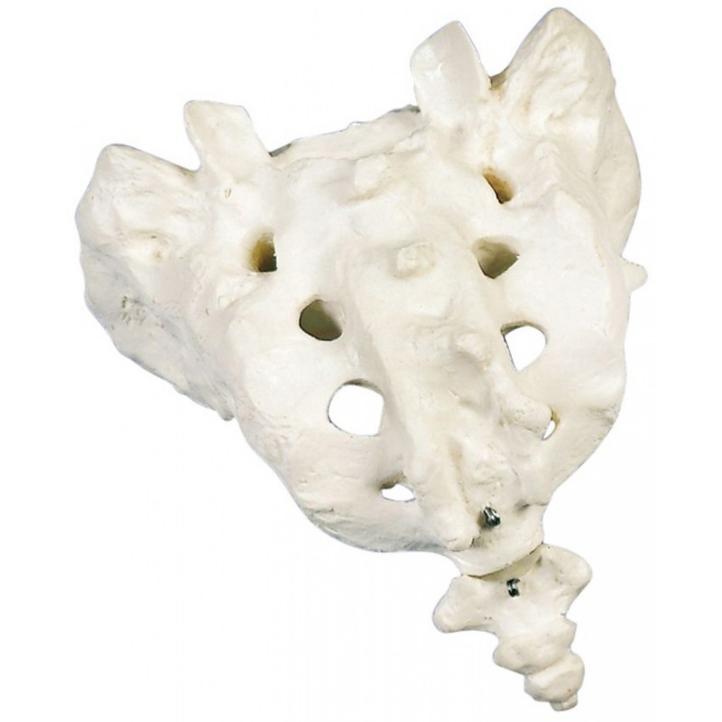 Heiligbeen en Stuitje