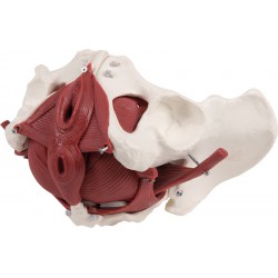 Anatomisch Model Bekken & Geslachtsorganen van de Vrouw