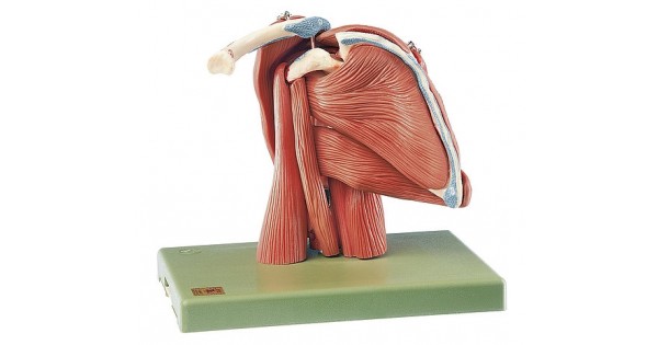 Anatomisch model schouderspieren | Anatomieshop