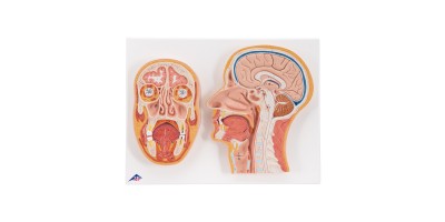 Anatomische Modellen Mens & Dier - Anatomieshop.nl