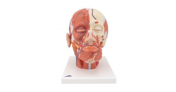 Anatomisch Model Hoofd