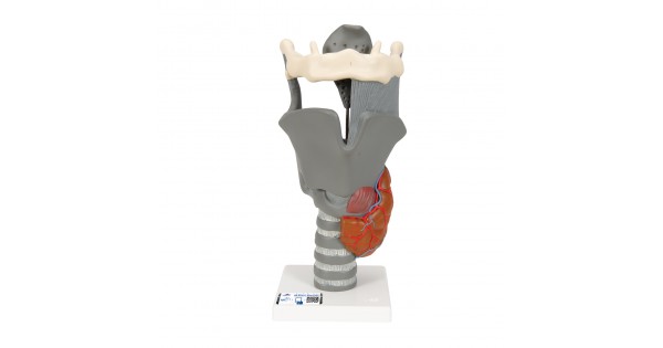 Functioneel Strottenhoofd Larynx