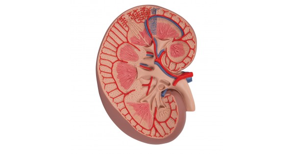 anatomisch nier model, doorsnede