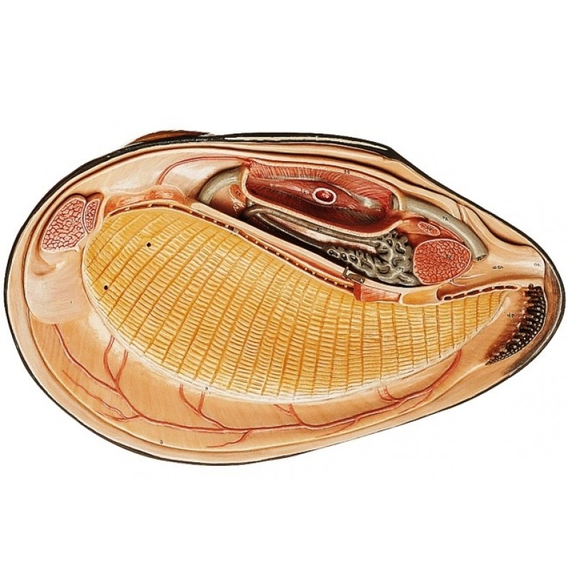 Zoetwatermossel Model