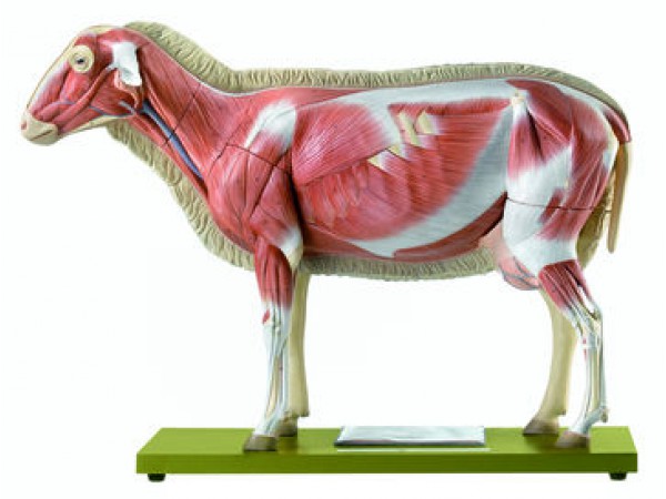 Schaap Model