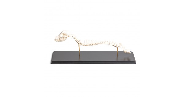 Hond Ruggengraat en Hoofd Model