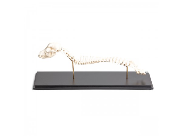 Hond Ruggengraat en Hoofd Model