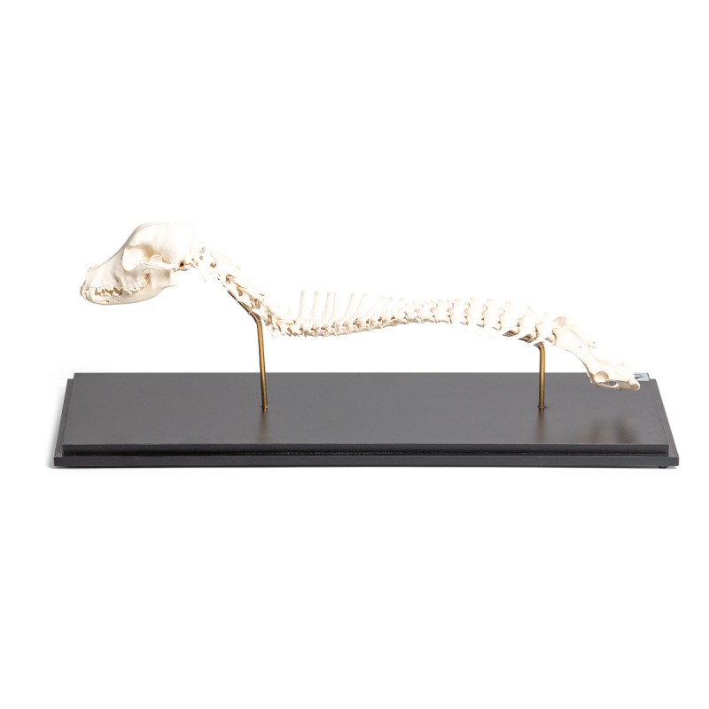 Hond Ruggengraat en Hoofd Model