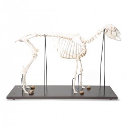 Schaap