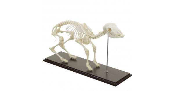 Schaap Skelet Model