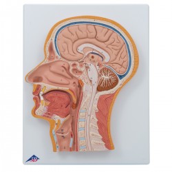 Anatomisch Model Hoofd