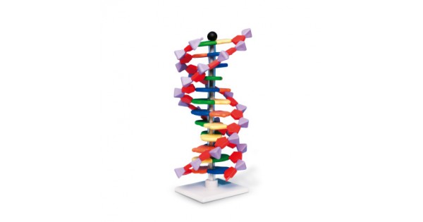 Mini DNA model